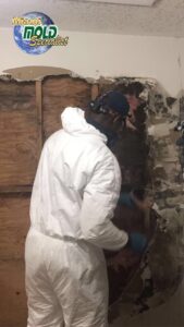 Mold Poisoning Symptoms in Humans: A Poison for your Health and Home ...