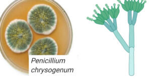 What Mold Does Penicillin Come From and Why It Matters
