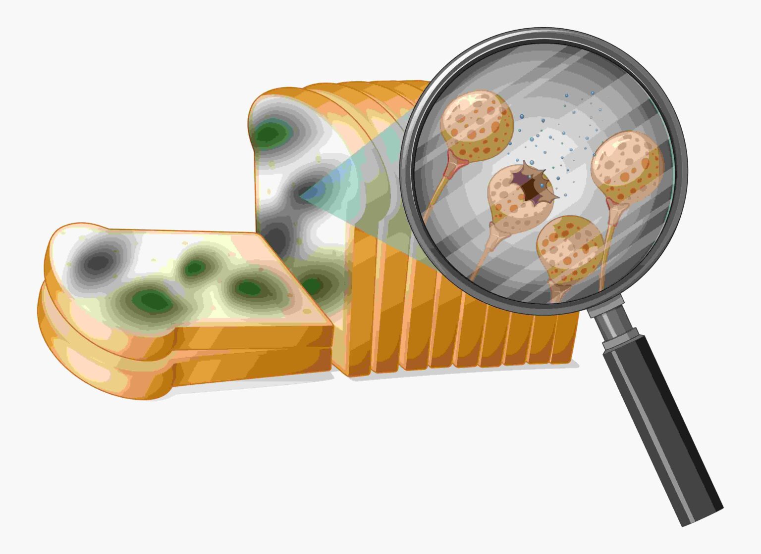 Can You Kill Mold By Cooking It? (Truth About Mold on Food)
